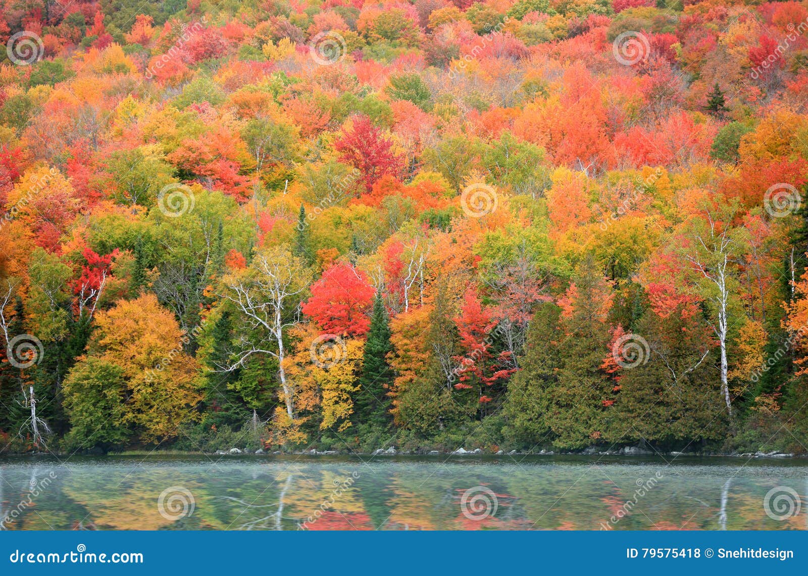 Autumn tree reflections stock photo. Image of season - 79575418