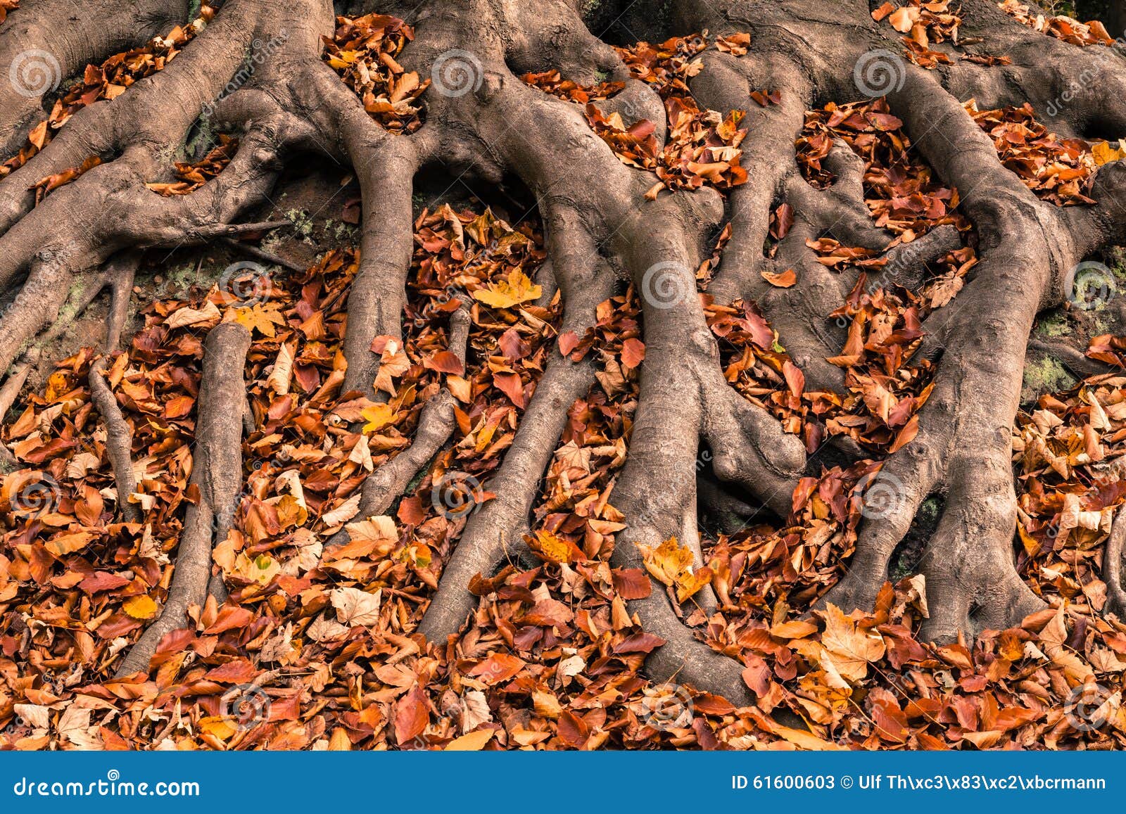 Autumn Tree Roots stock image. Image of brown, environment - 61600603