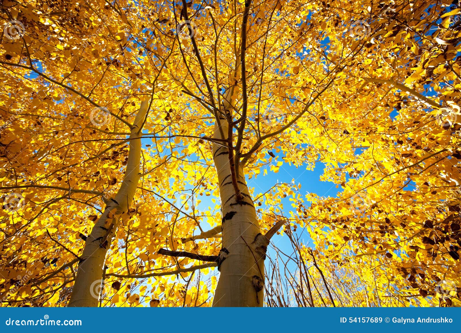 Autumn tree stock image. Image of flora, cheerful, foliage - 54157689