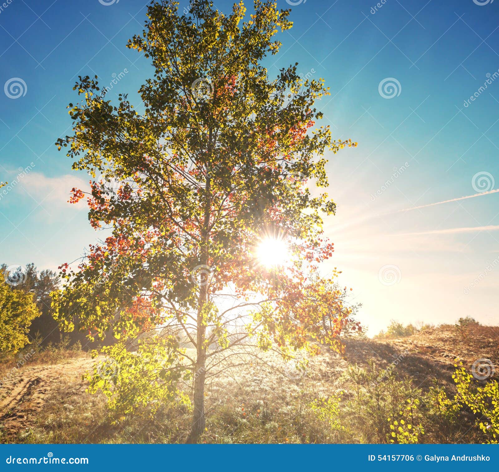 Autumn tree stock photo. Image of wood, cheerful, scenery - 54157706