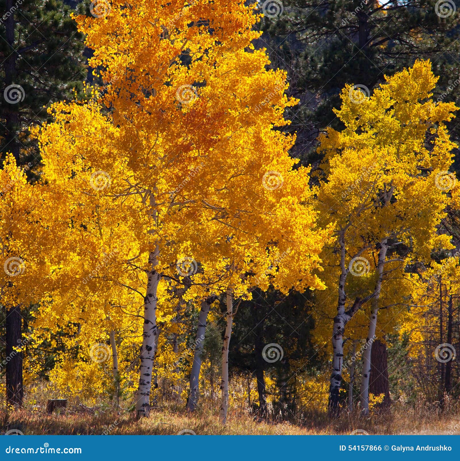 Autumn tree stock photo. Image of outdoors, foliage, rural - 54157866