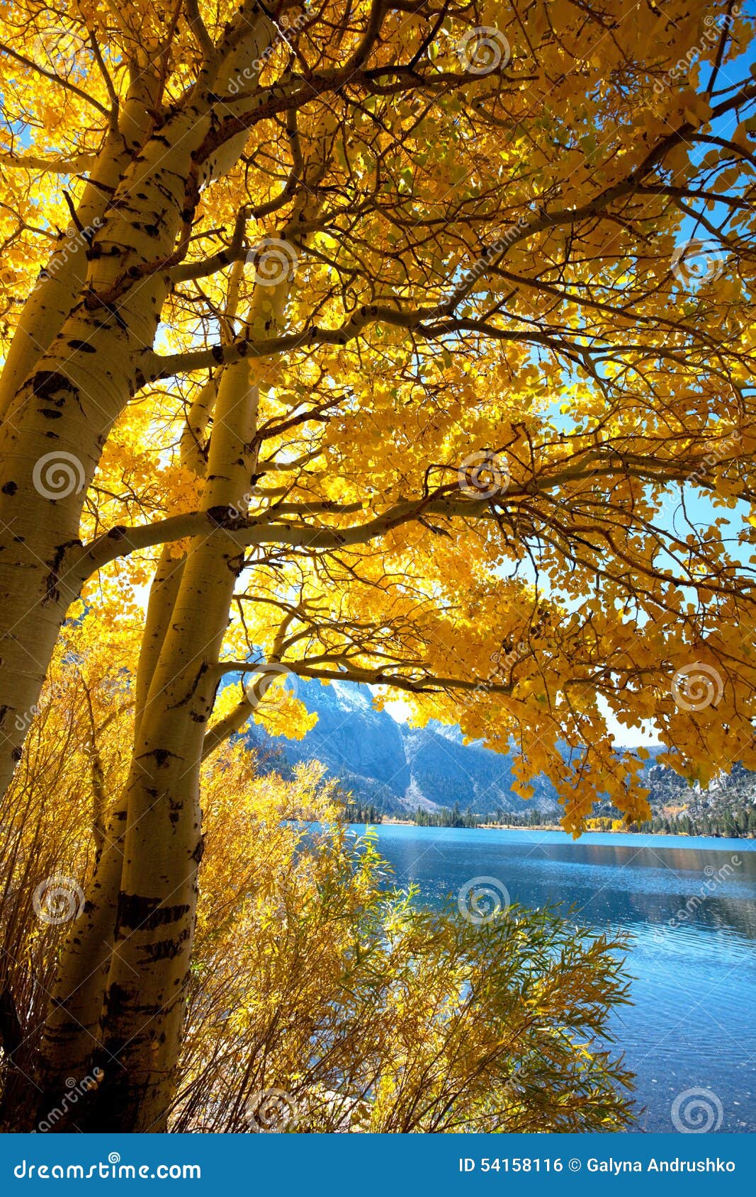 Autumn tree stock photo. Image of nature, botanic, foliage - 54158116