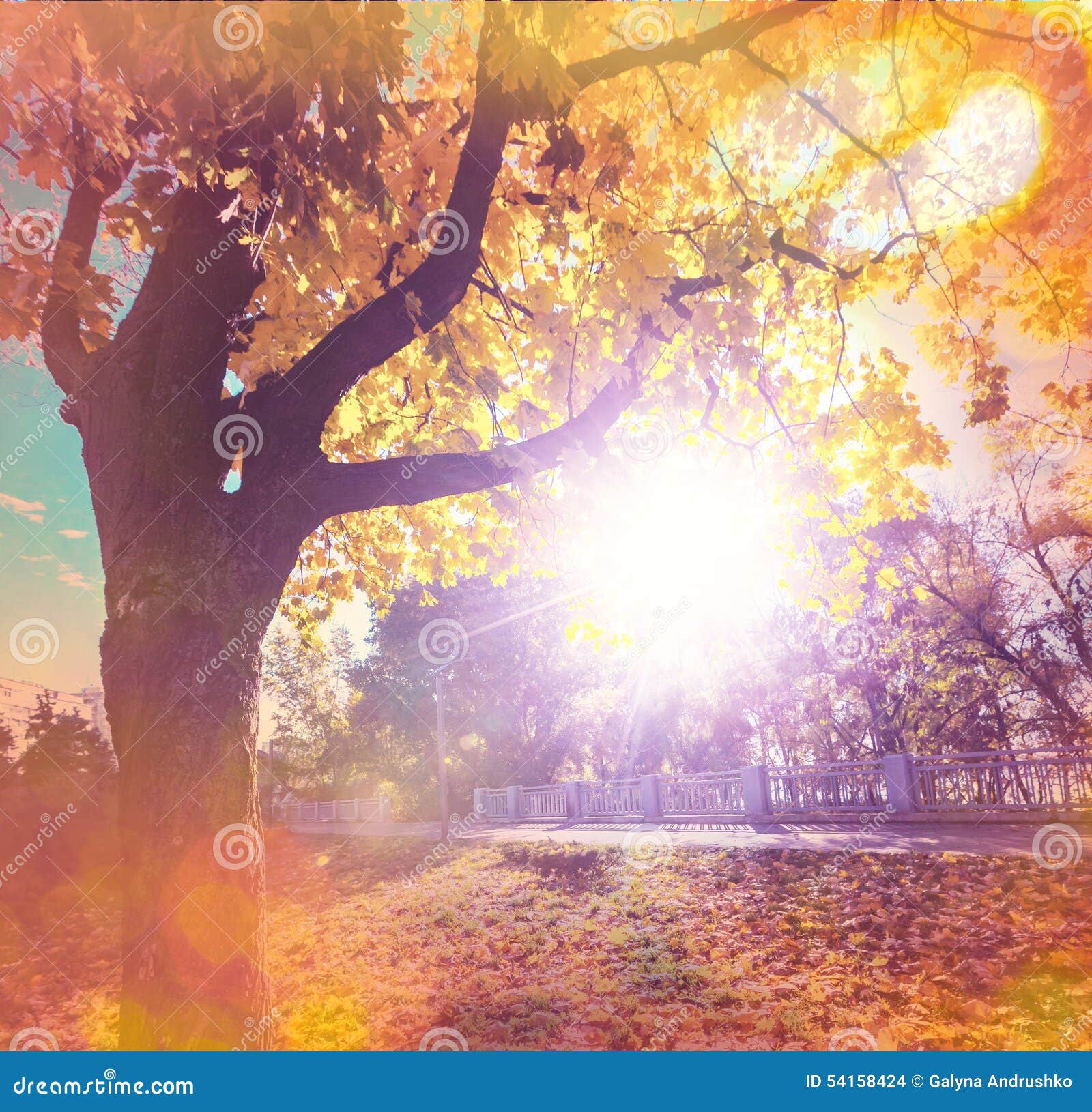 Autumn tree stock photo. Image of ecology, autumn, tree - 54158424