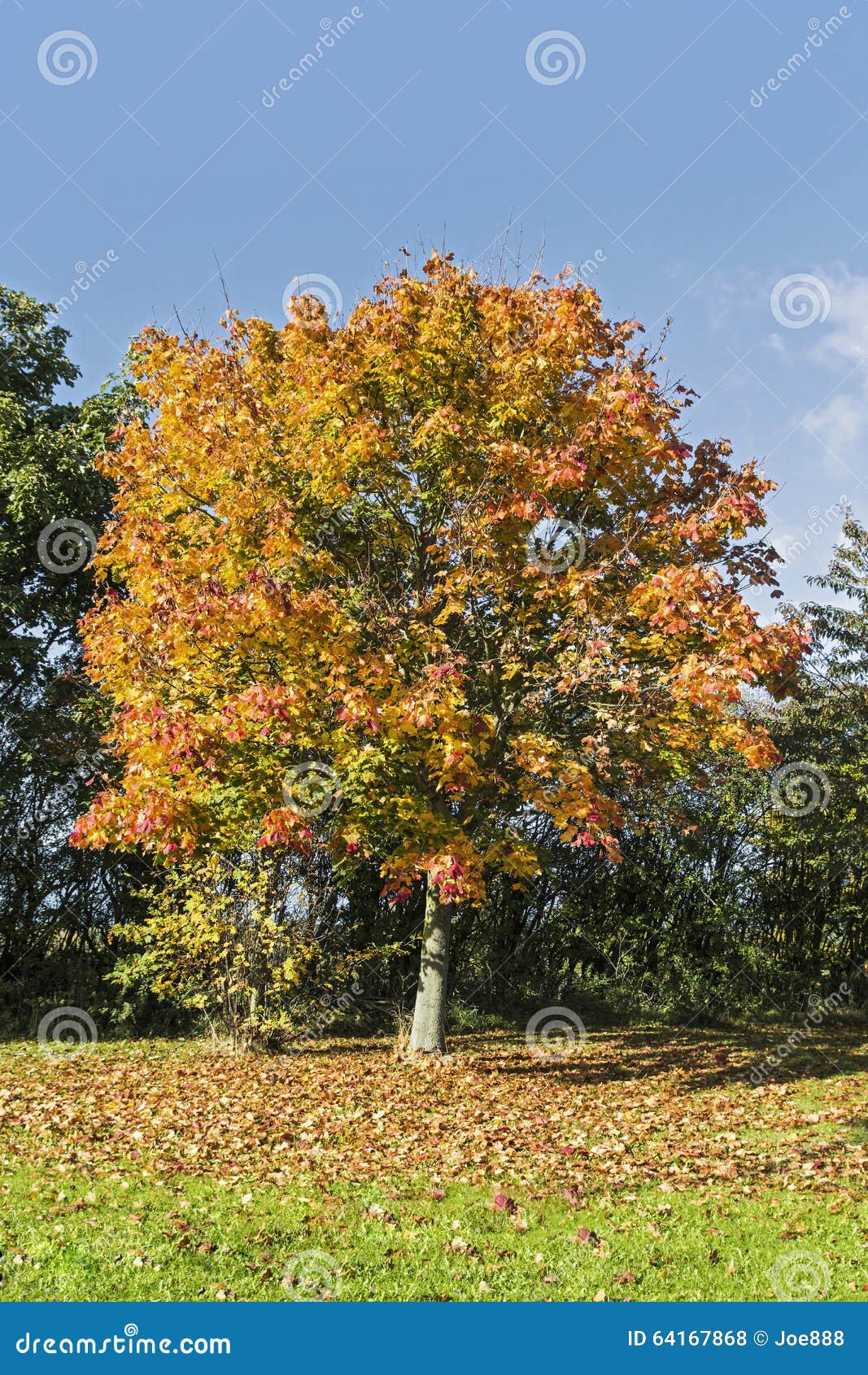 Autumn Tree Shedding Leaves Stock Photo - Image of tree, autumn: 64167868