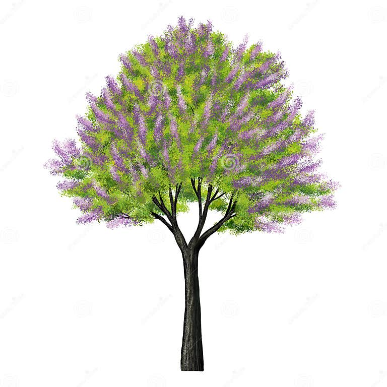 Autumn Tree Side View Isolated on White Background Stock Image - Image ...
