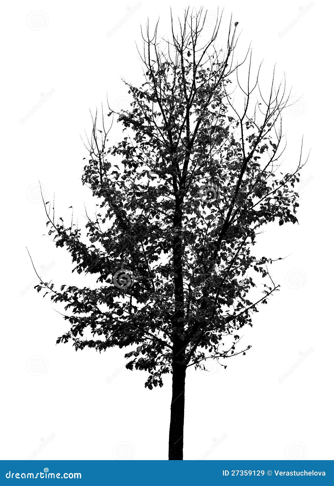 An Autumn Tree Silhouette Royalty Free Stock Images - Image: 27359129