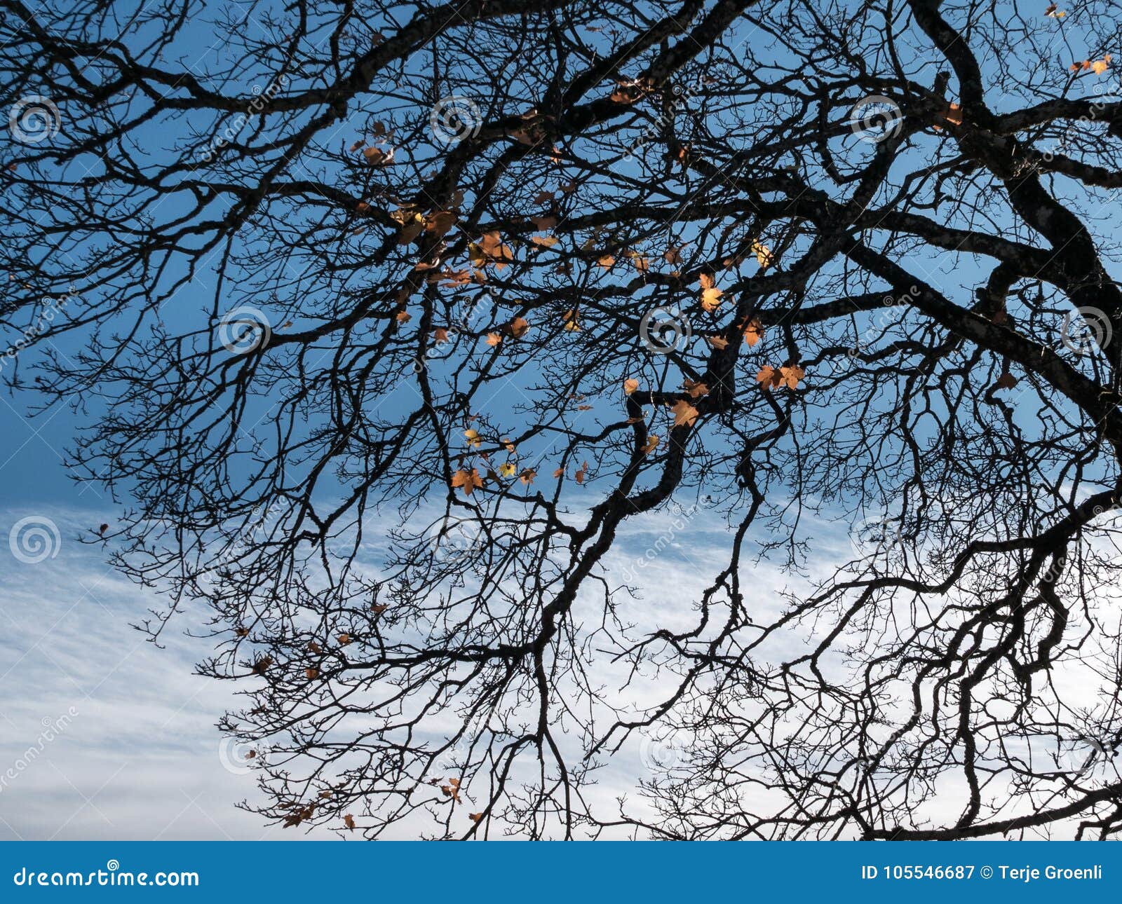 Autumn Tree Silhouette Stock Photos - Download 42,745 Royalty Free Photos