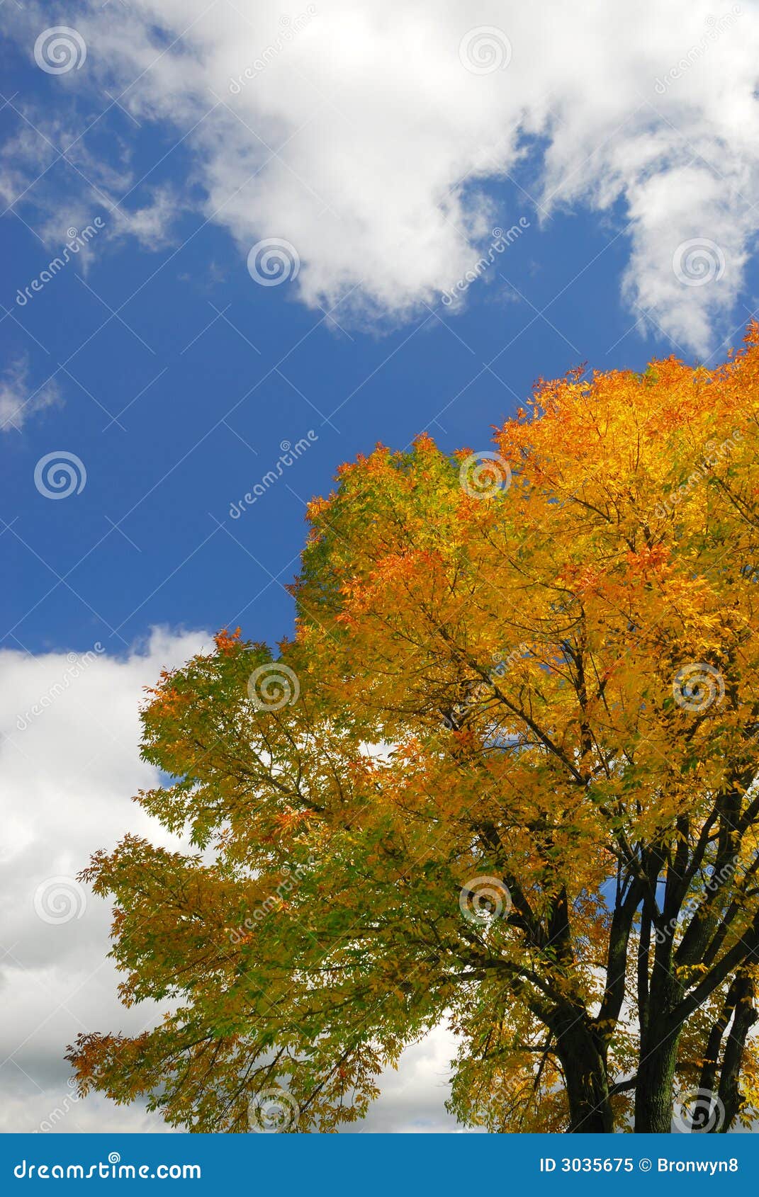 Autumn tree and sky stock image. Image of green, leaves - 3035675