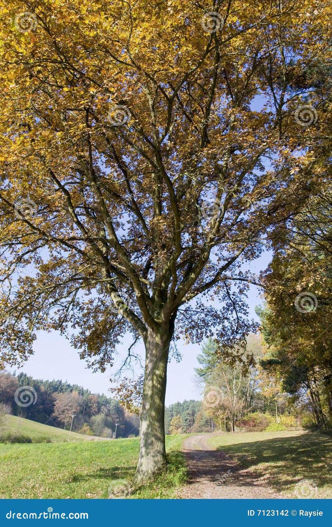 Autumn Tree with Small Road Stock Photo - Image of weather, bark: 7123142