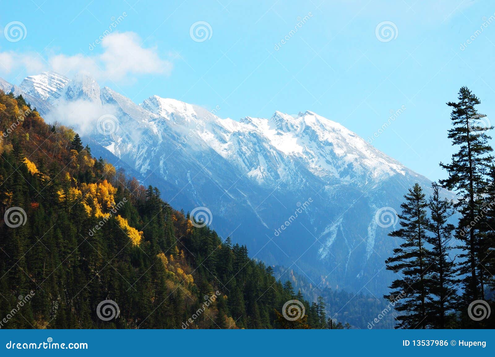 Autumn Tree and Snow Mountain Stock Photo - Image of forest, blue: 13537986