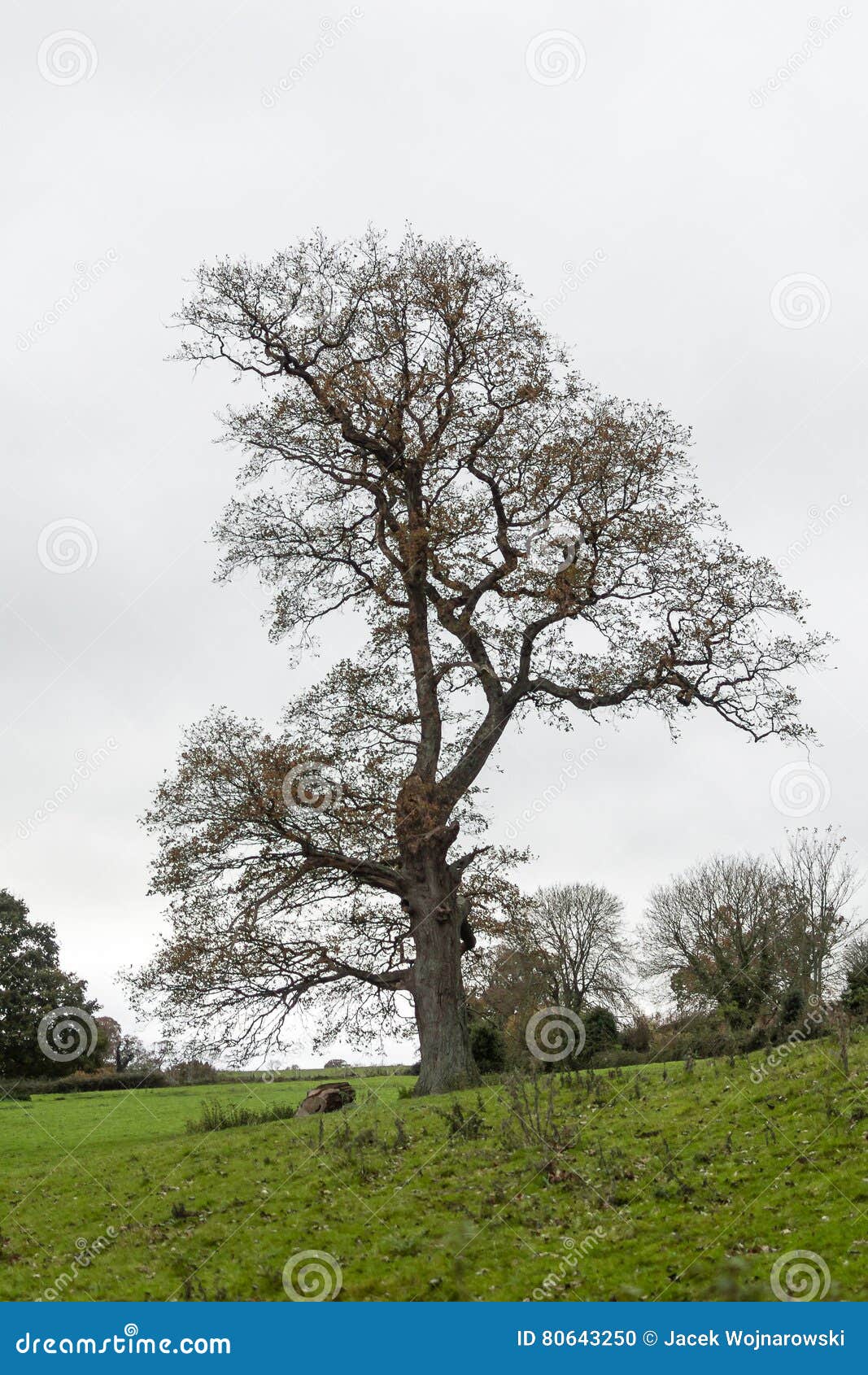 Autumn Tree solitaire photo stock. Image du occidental - 80643250