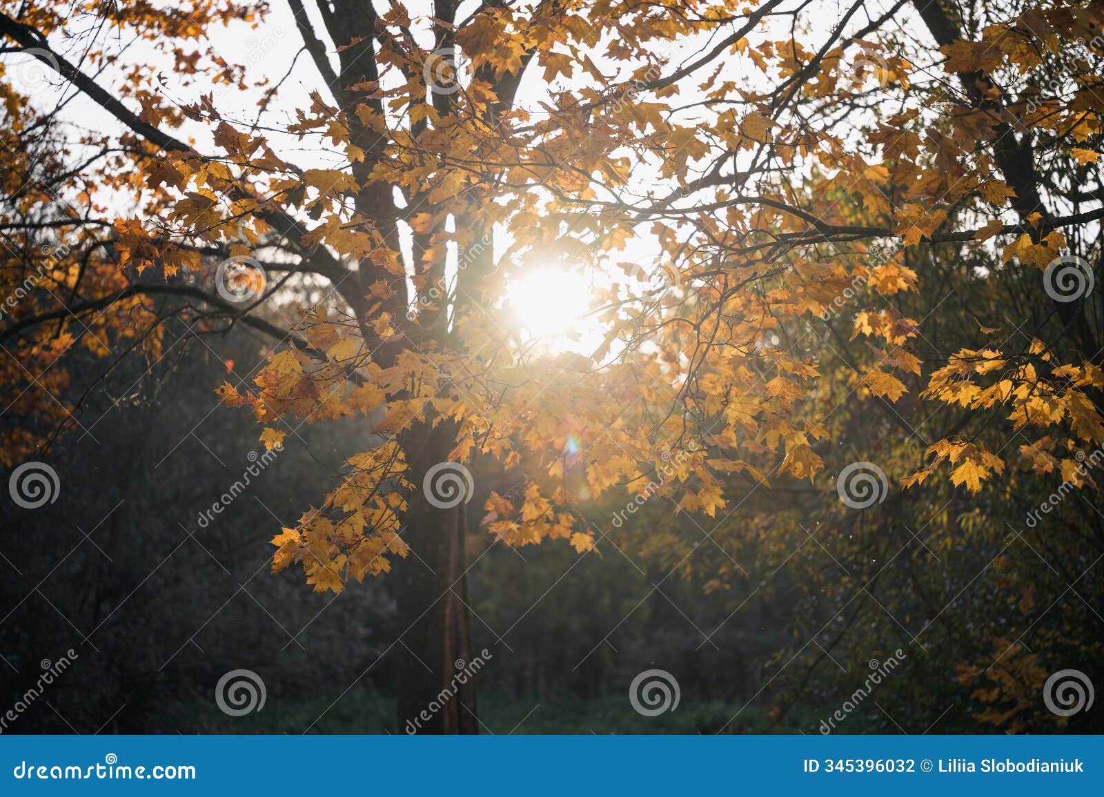 Autumn Tree with Sun Rays Yellow Leaves Stock Photo - Image of autumn, sunlight: 345396032