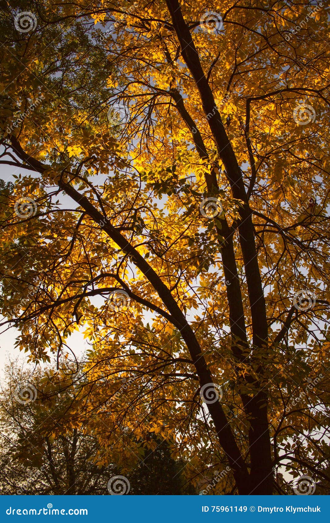 Autumn Tree on Sunlight Background Stock Image - Image of relaxation ...