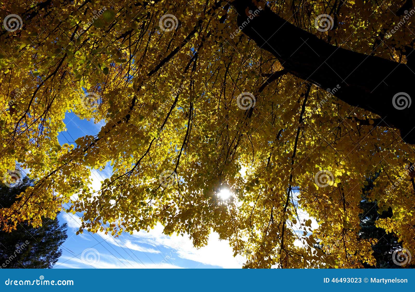 Autumn Tree in the Sunlight Stock Image - Image of sunny, autumn: 46493023