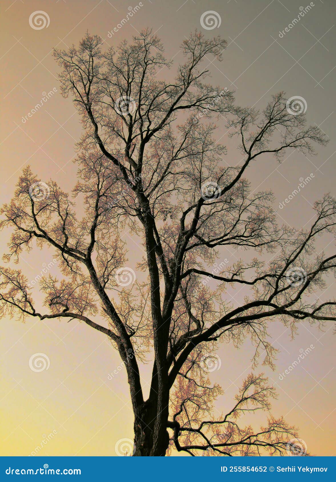 Autumn tree on sunset stock photo. Image of autumn, lonely - 255854652