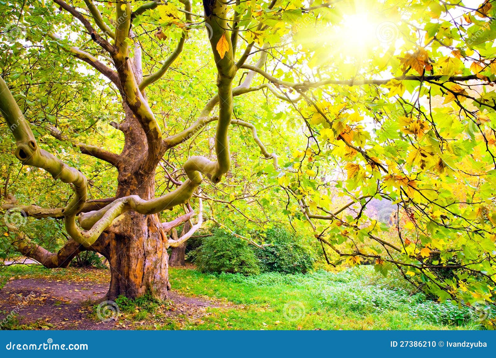 Autumn tree. Sycamore stock photo. Image of floral, outside - 27386210