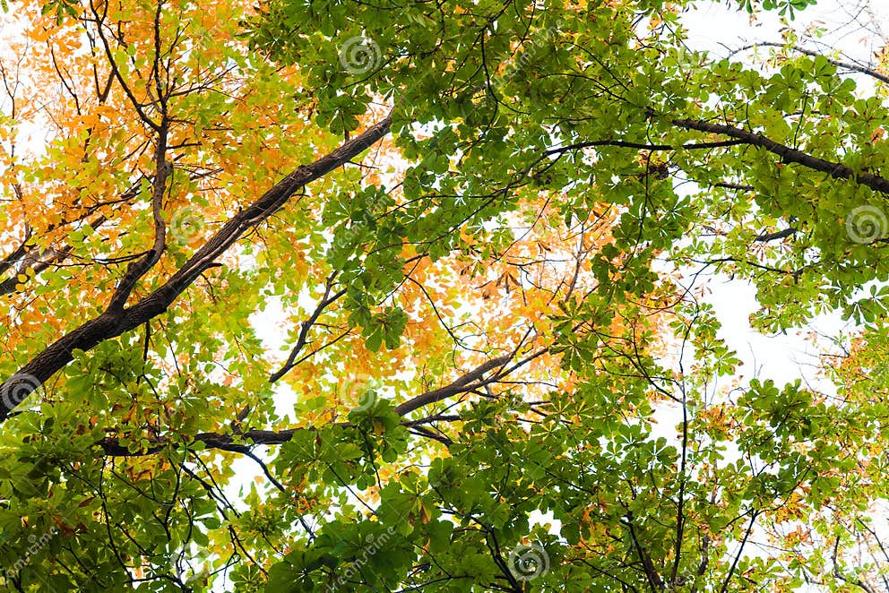 Autumn tree texture stock image. Image of park, october - 157195255