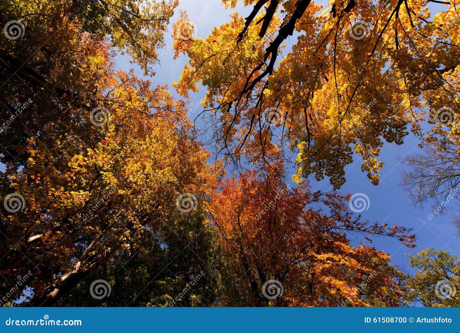 Autumn Tree Top on Blue Sky Stock Photo - Image of branches, november ...