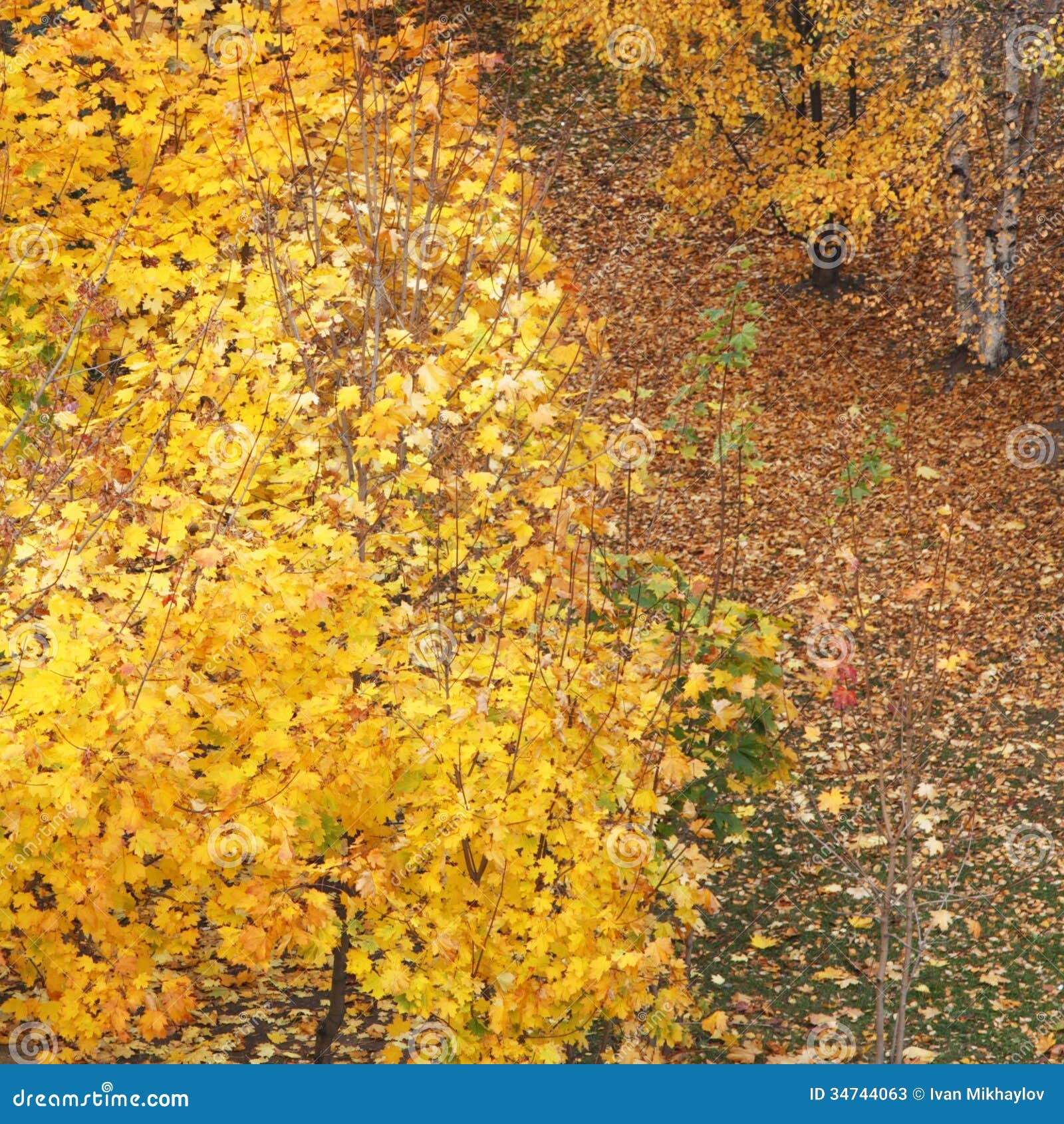 Autumn tree stock image. Image of maple, view, leaf, foliage - 34744063