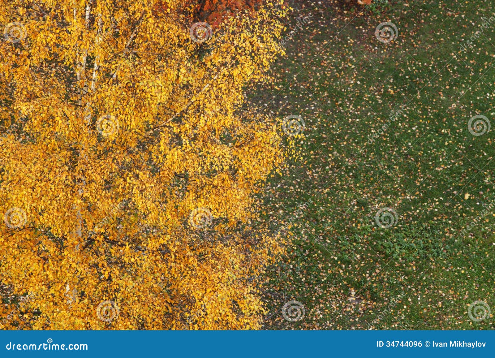 Autumn tree stock photo. Image of october, tree, maple - 34744096