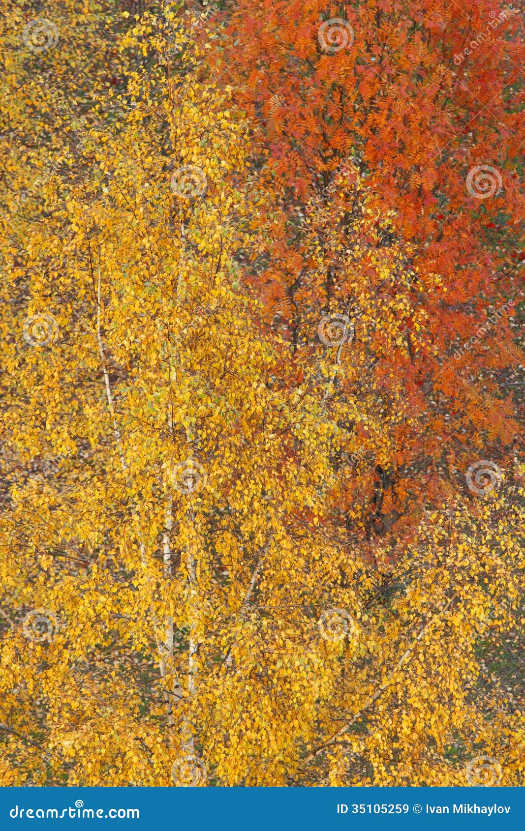 Autumn tree stock image. Image of fall, colorful, birch - 35105259