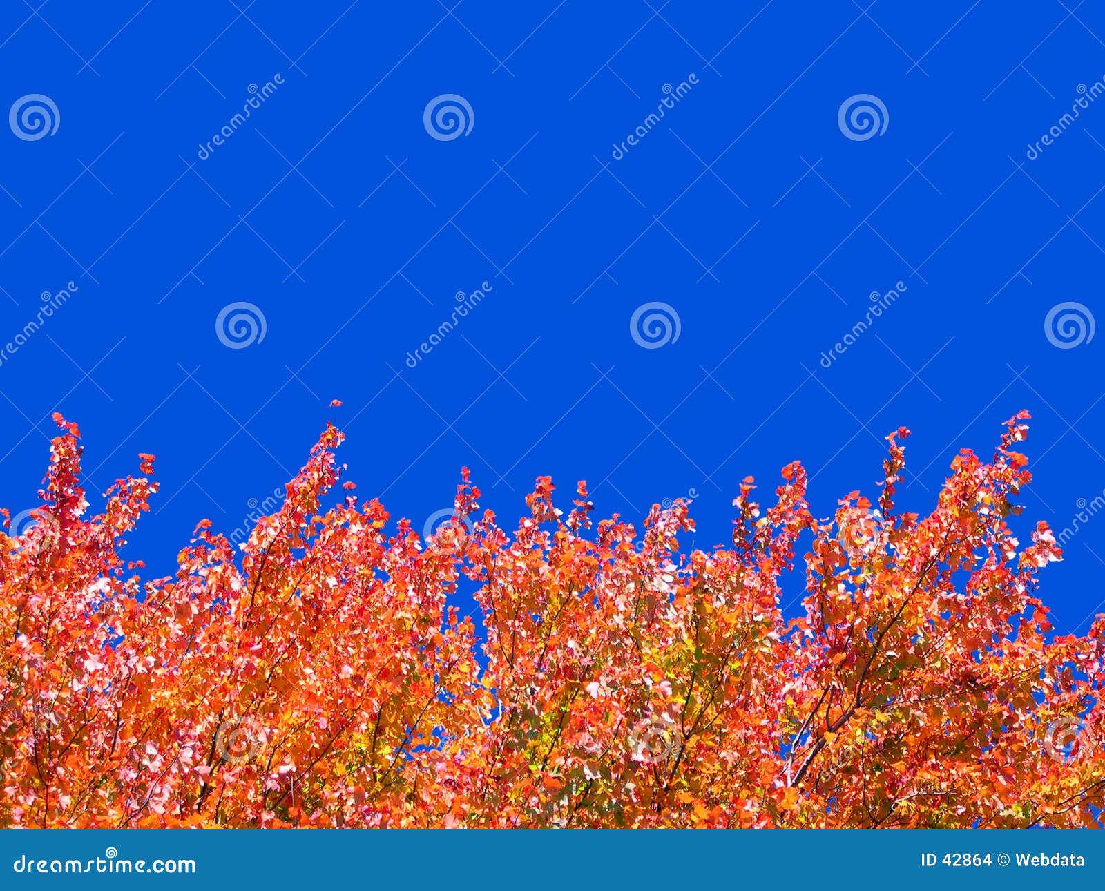 Autumn tree tops stock photo. Image of autumn, october, leaf - 42864