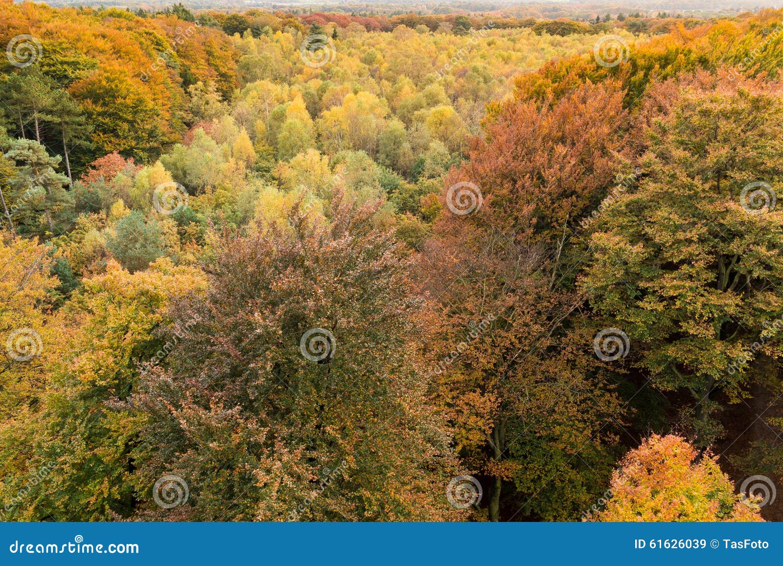 Autumn Tree Tops from Above, Netherlands Stock Image - Image of orange ...