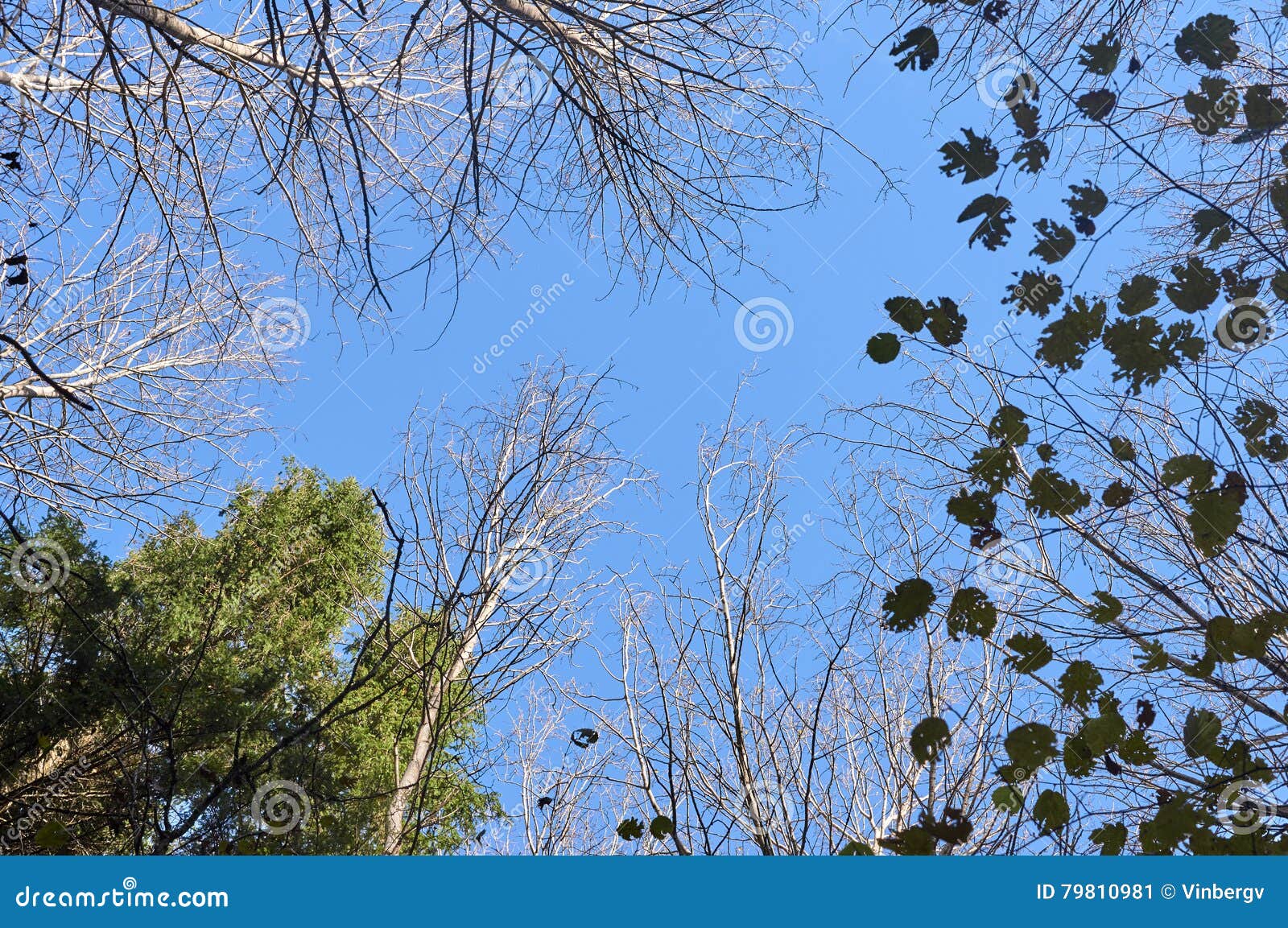 Autumn Tree Tops Against the Sky Stock Image - Image of autumn, park ...