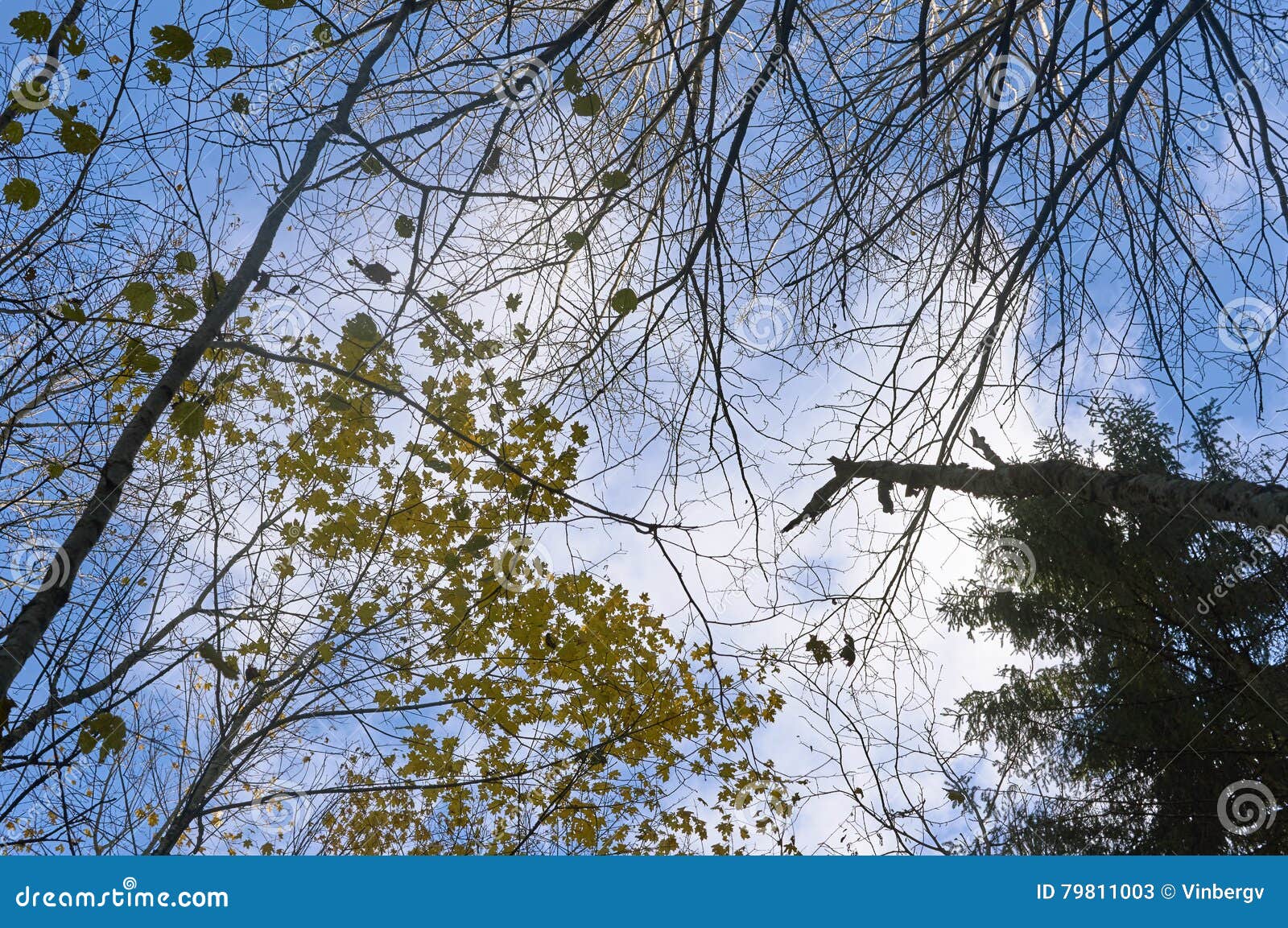 Autumn Tree Tops Against the Sky Stock Image - Image of canopy, height ...