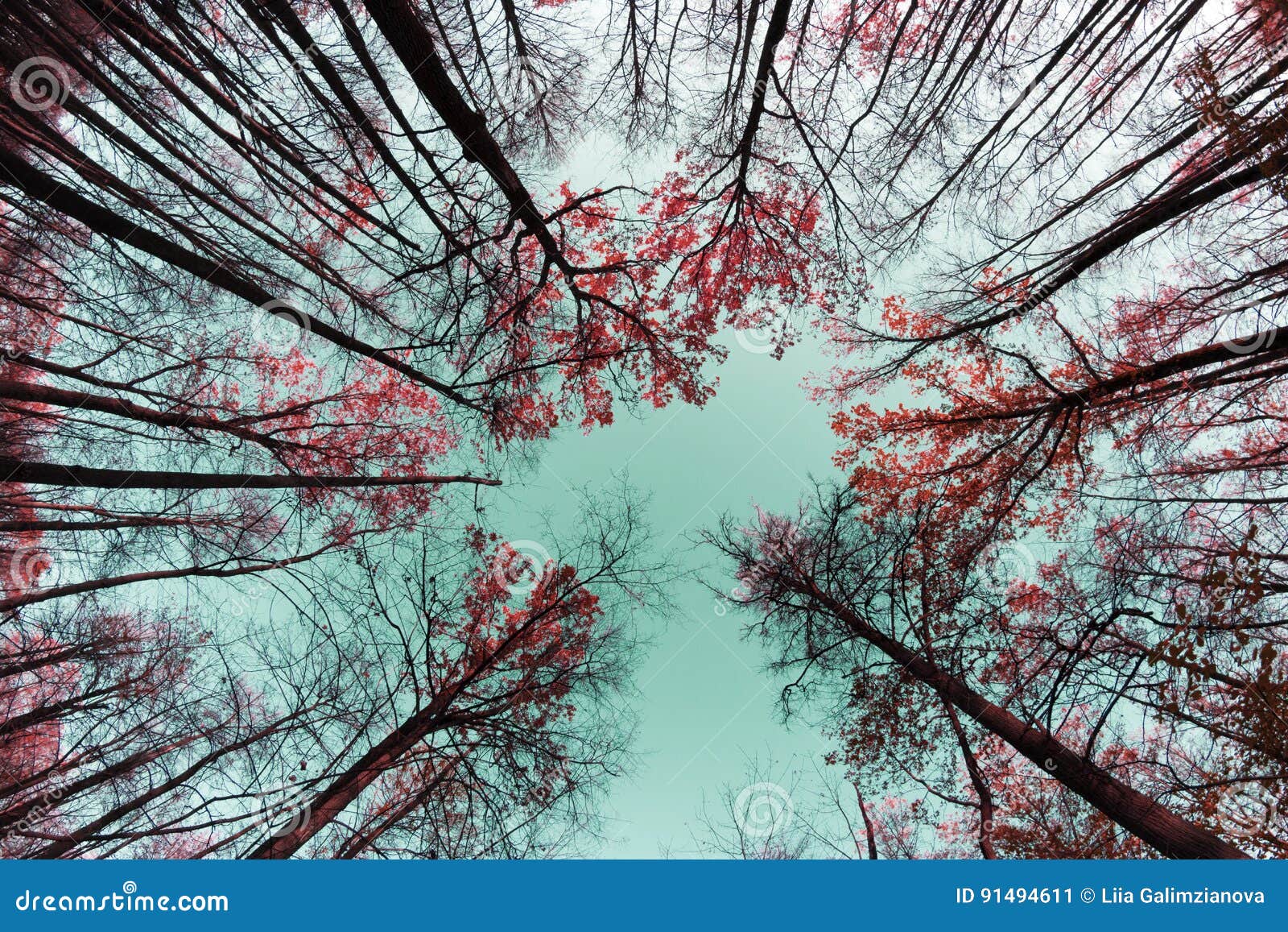 Autumn tree tops stock image. Image of beam, golden, leaf - 91494611