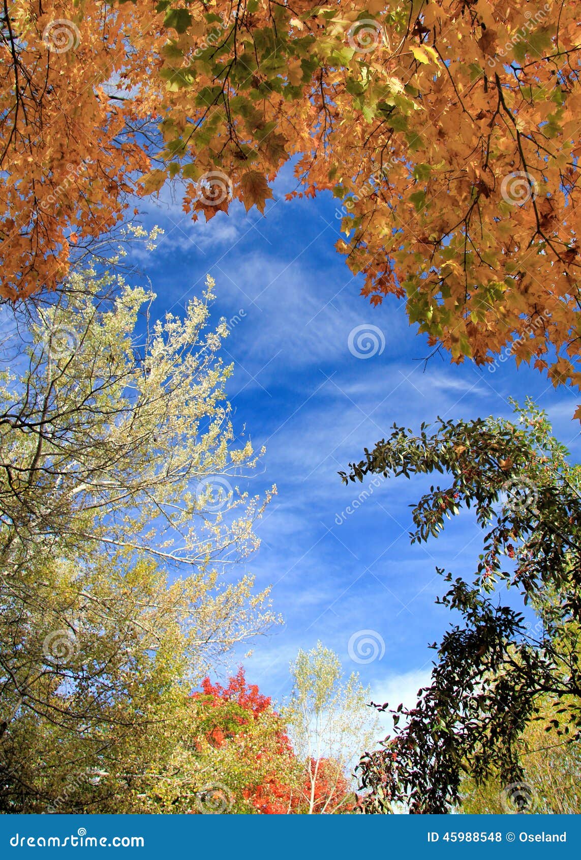 Autumn Tree Tops with Sky Background Stock Photo - Image of blue ...