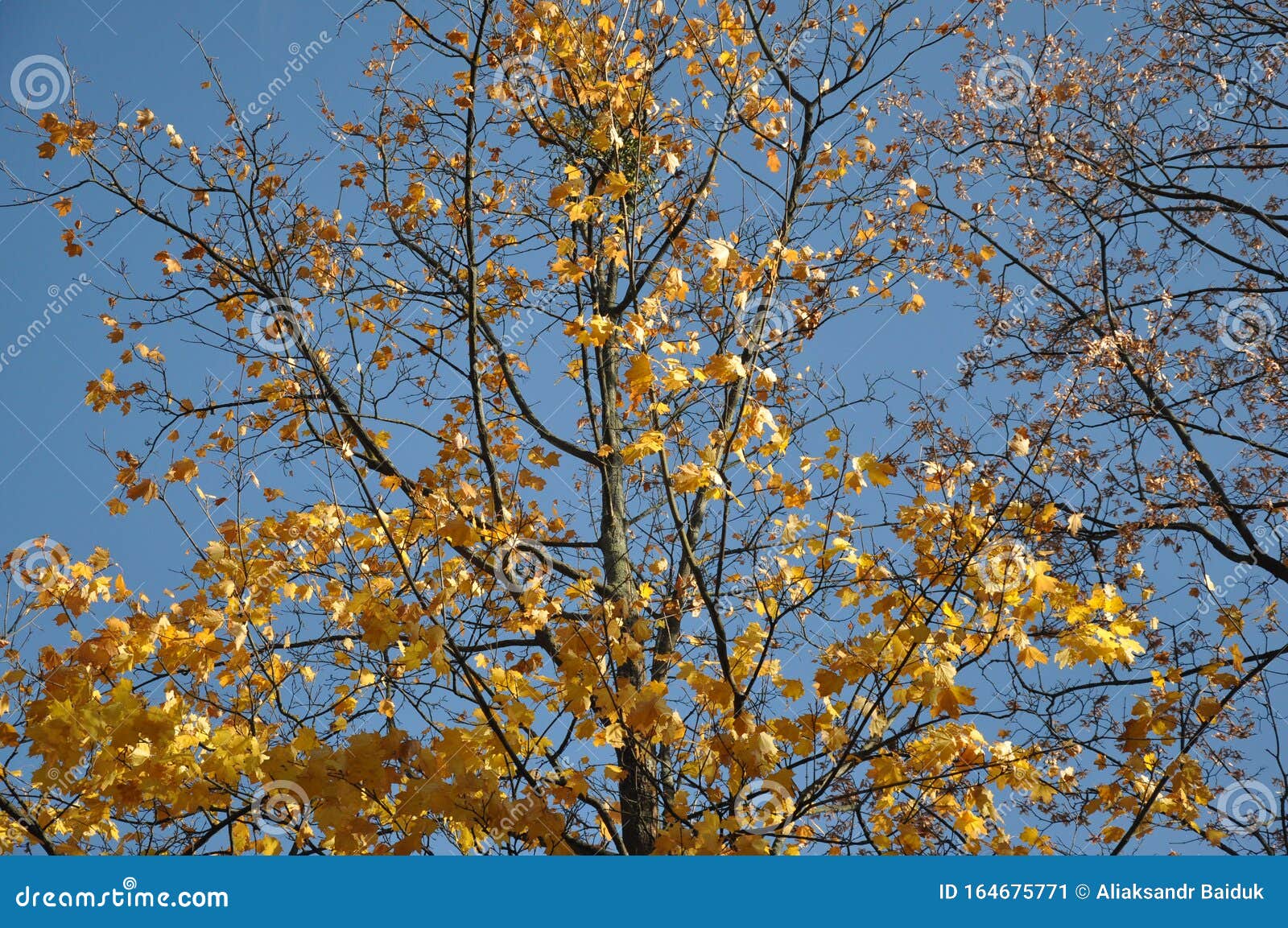 Autumn Tree Tops on Sky Background. Autumn Trees Sky View Stock Image ...