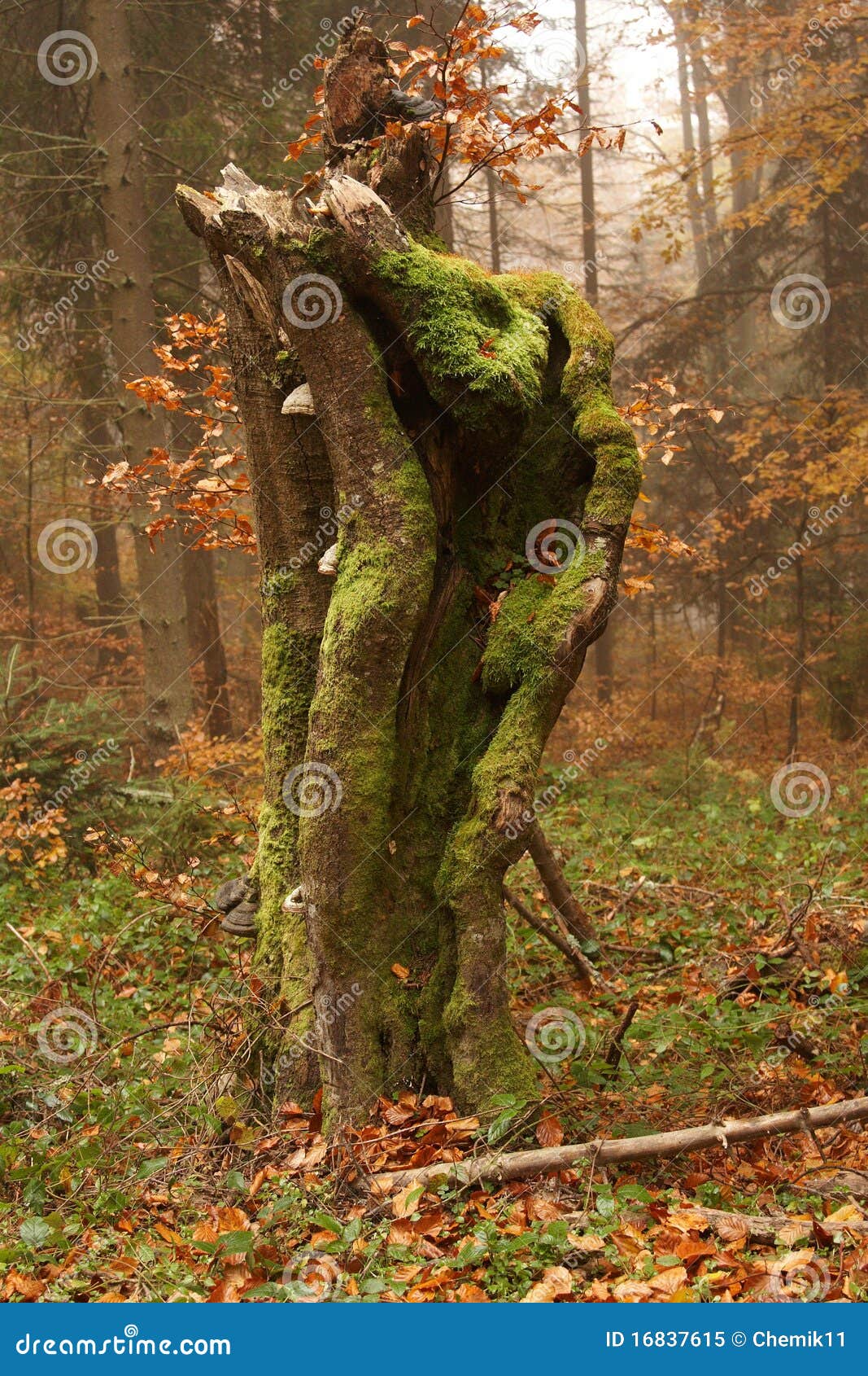 Autumn Tree Trunk stock image. Image of season, poland - 16837615
