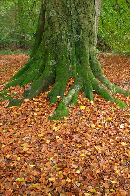 Autumn tree trunk. stock photo. Image of moss, autumnal - 3400588
