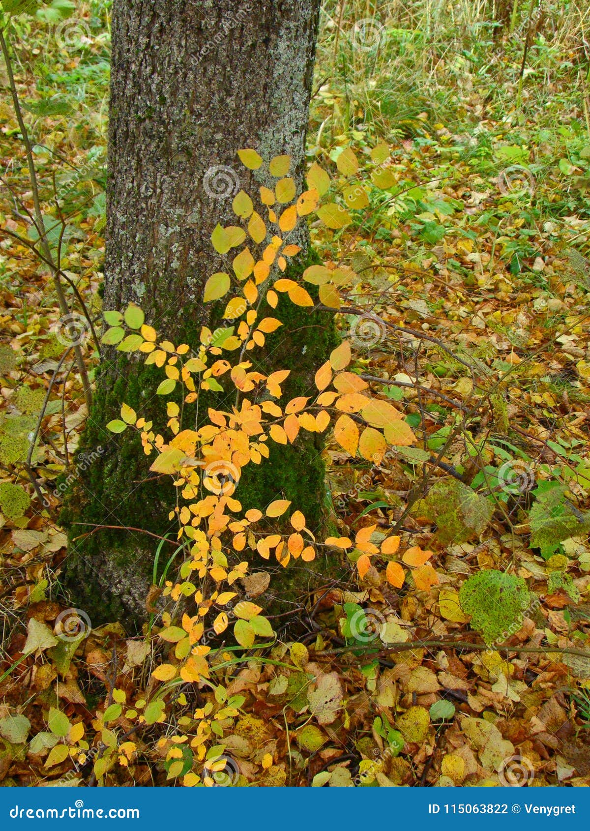Autumn Tree Trunk with Bushes Stock Photo - Image of bushes, plant ...