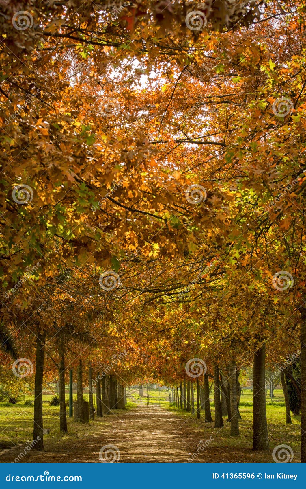 Autumn Tree Tunnel stock photo. Image of season, autumn - 41365596