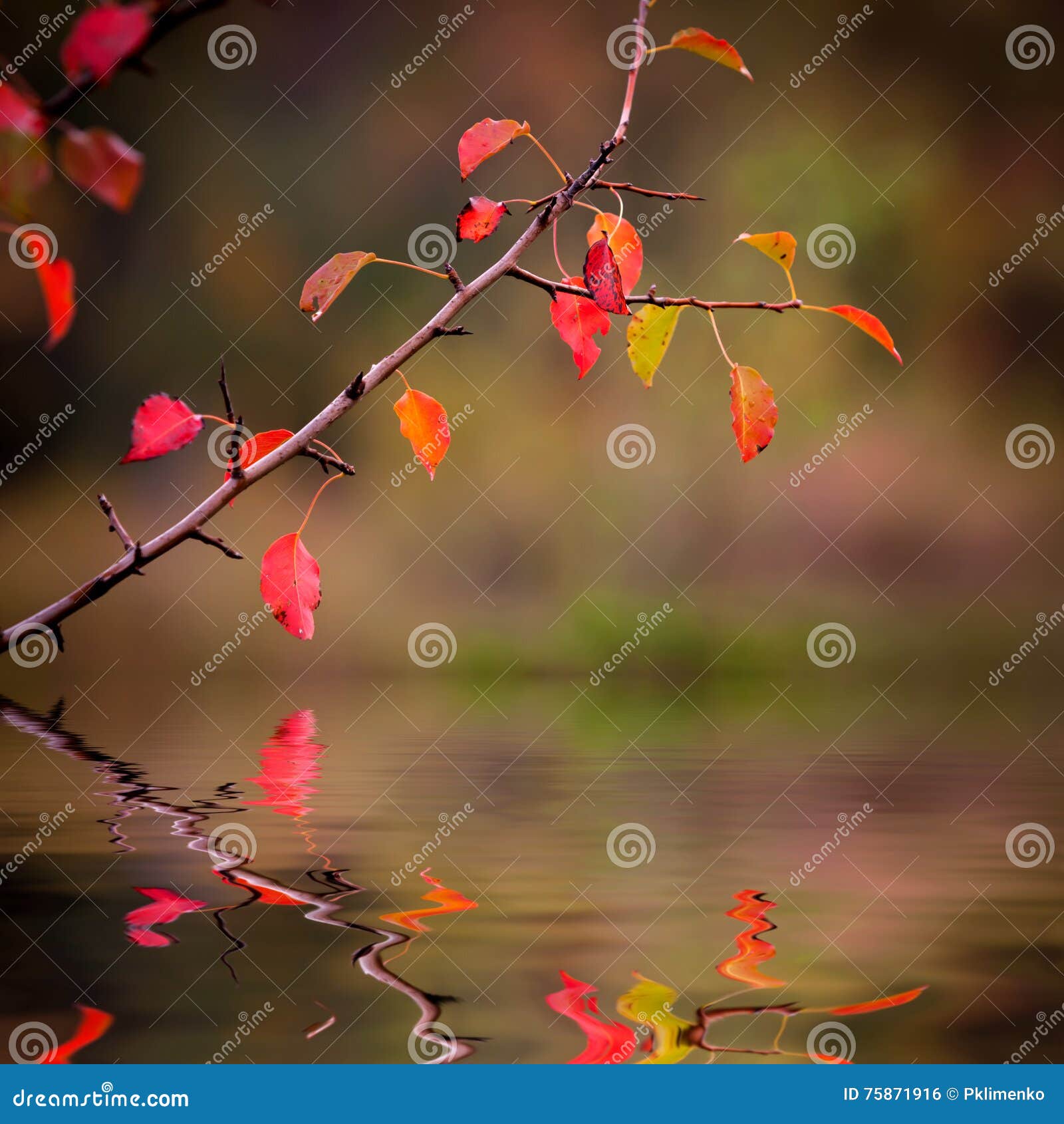 Autumn tree twig stock photo. Image of light, bright - 75871916
