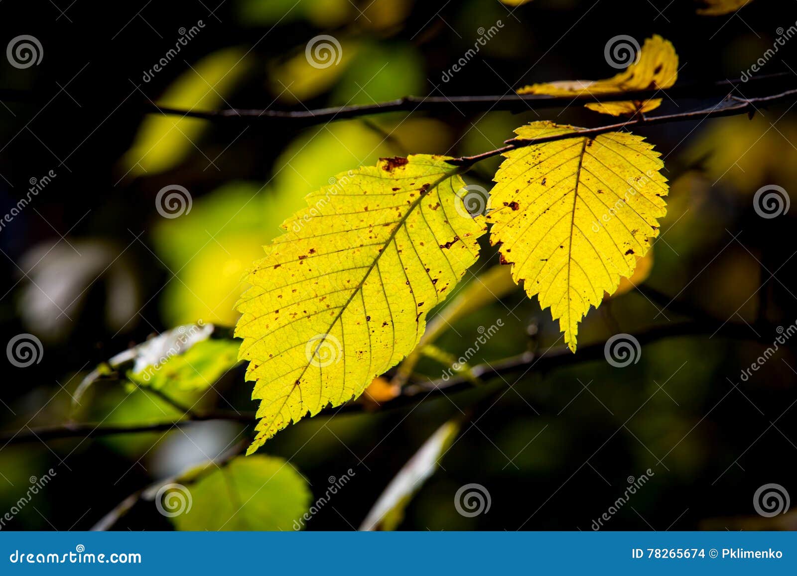 Autumn tree twig stock photo. Image of fall, background - 78265674