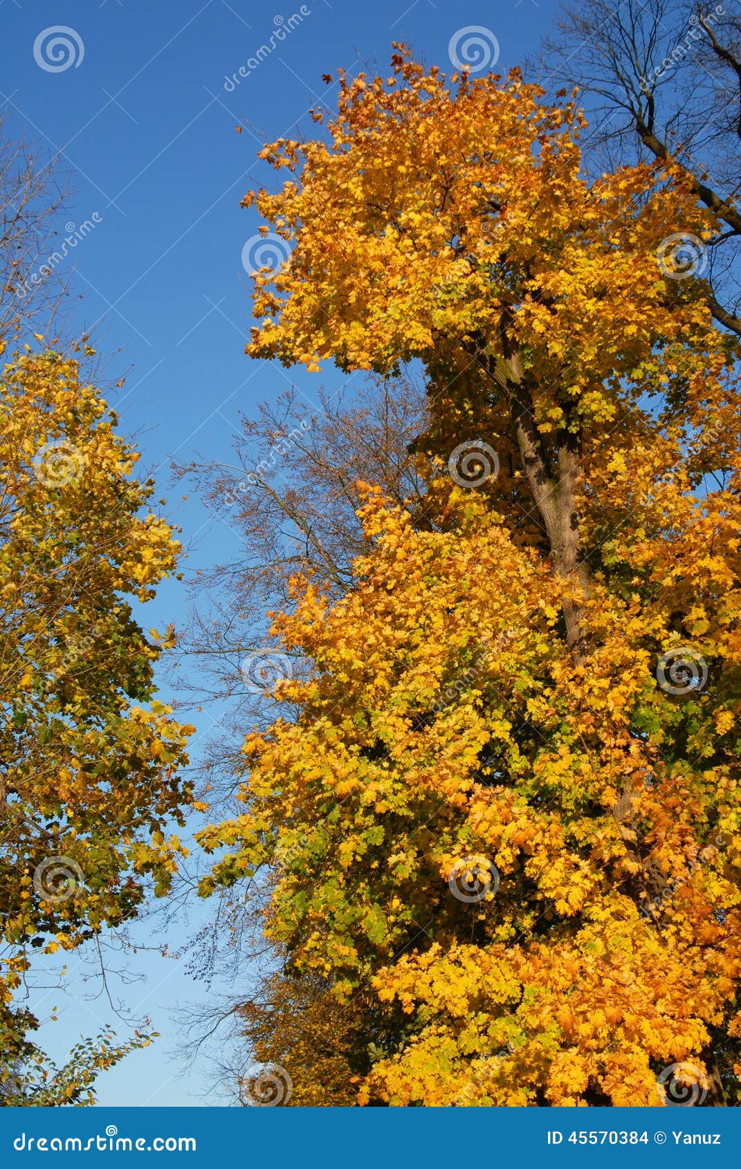 Autumn tree stock photo. Image of beautiful, landscape - 45570384