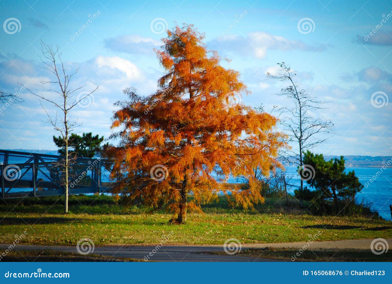 Autumn Tree on the Water - Fall Foliage Stock Photo - Image of pretty ...