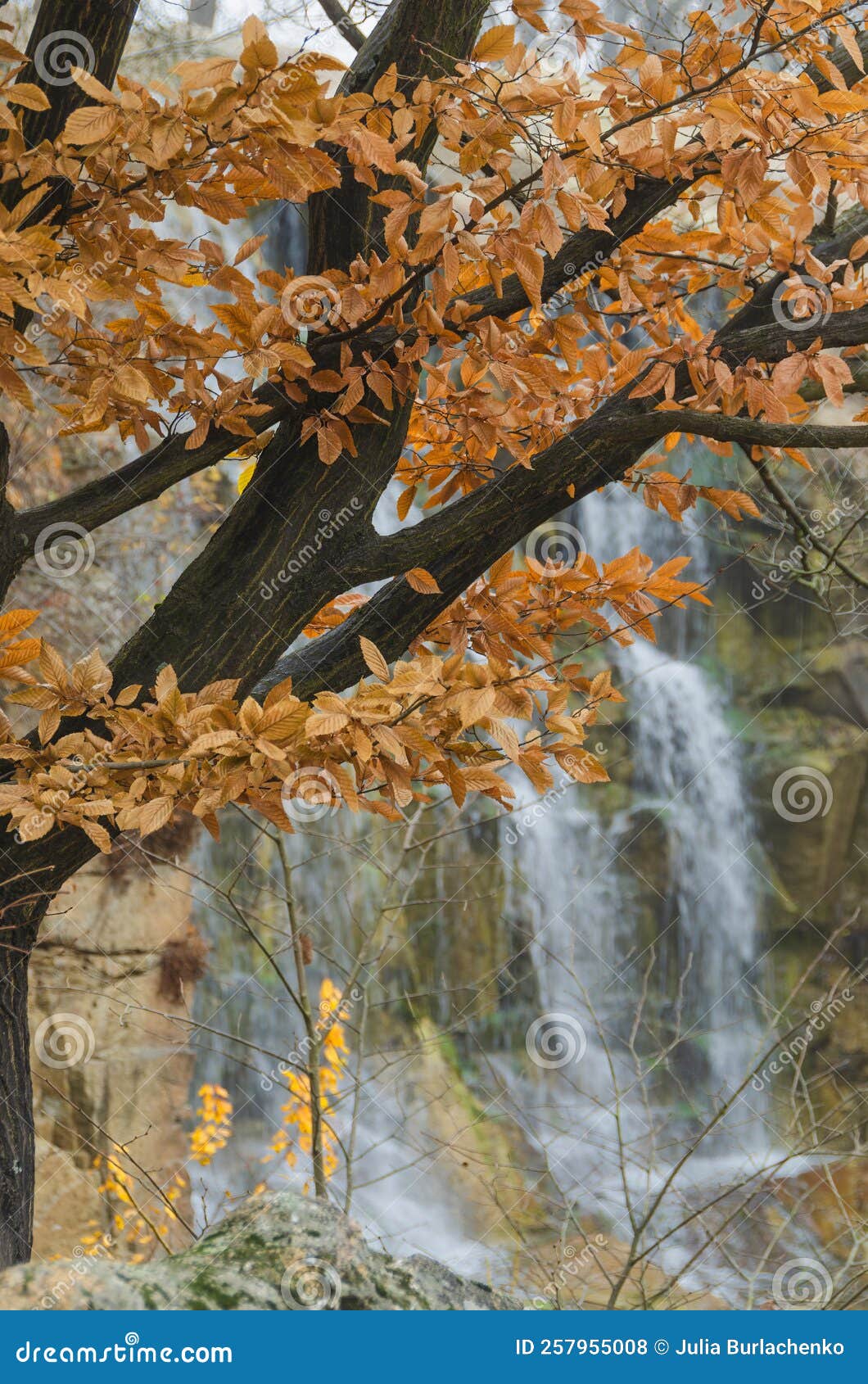 Autumn tree and waterfall stock photo. Image of tree - 257955008