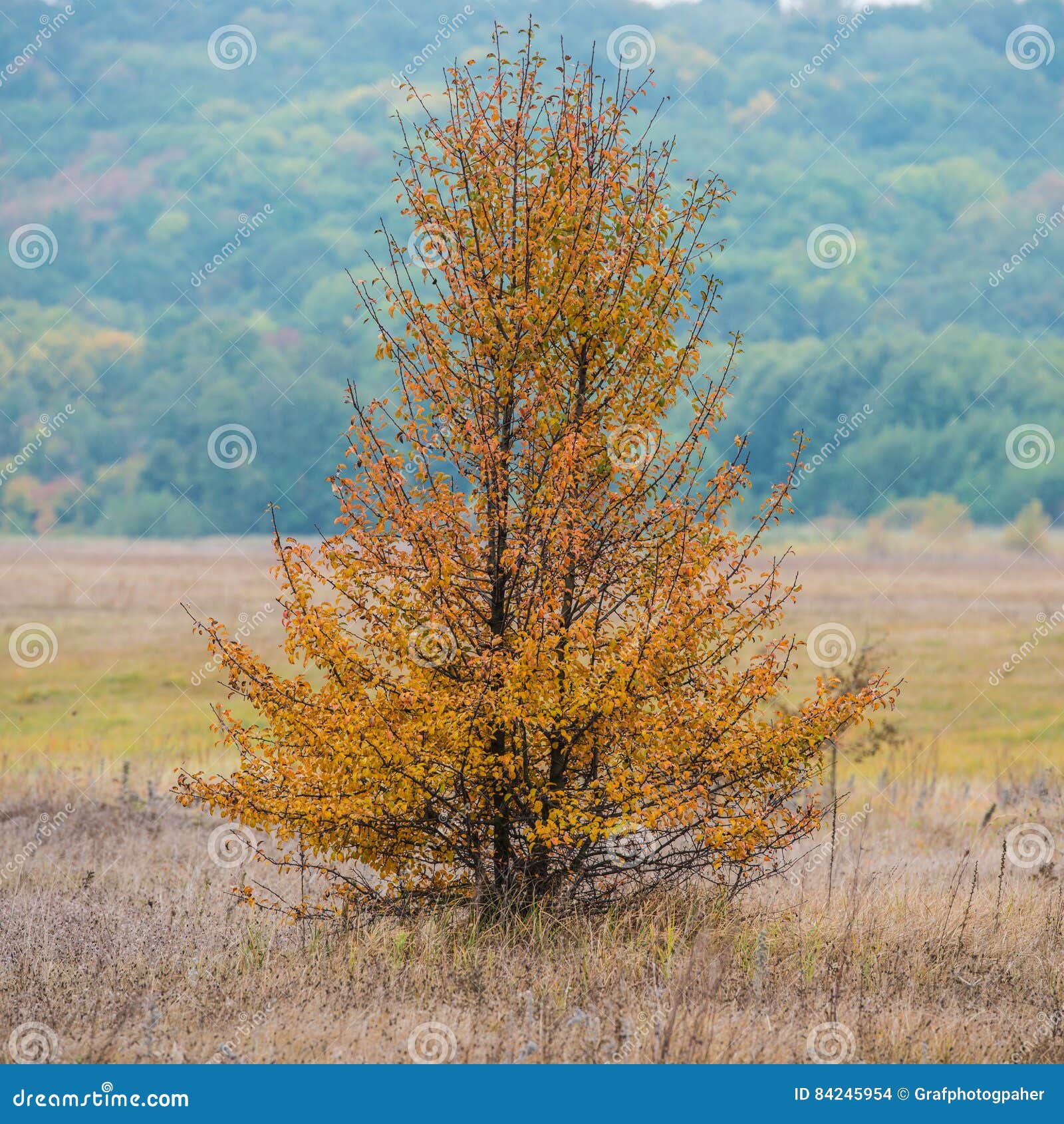 Autumn tree wild pear stock photo. Image of scenic, autumn - 84245954