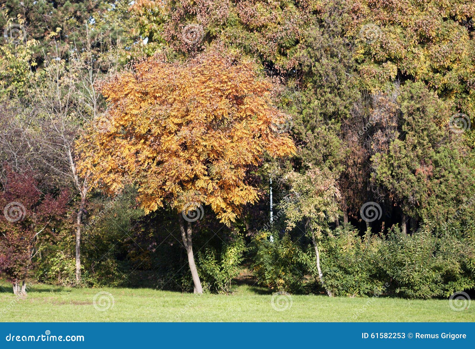 Autumn tree - RAW format stock image. Image of golden - 61582253