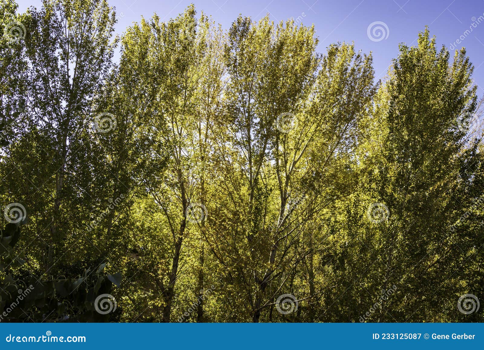 Autumn Treeline stock image. Image of brown, scenic - 233125087