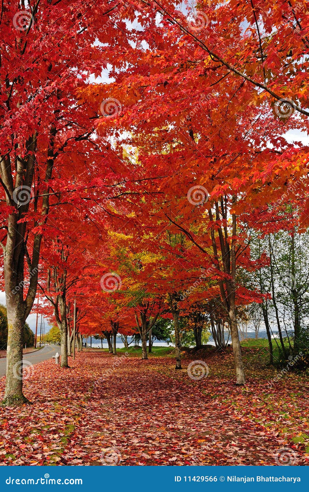Autumn trees stock photo. Image of autumn, forest, november - 11429566