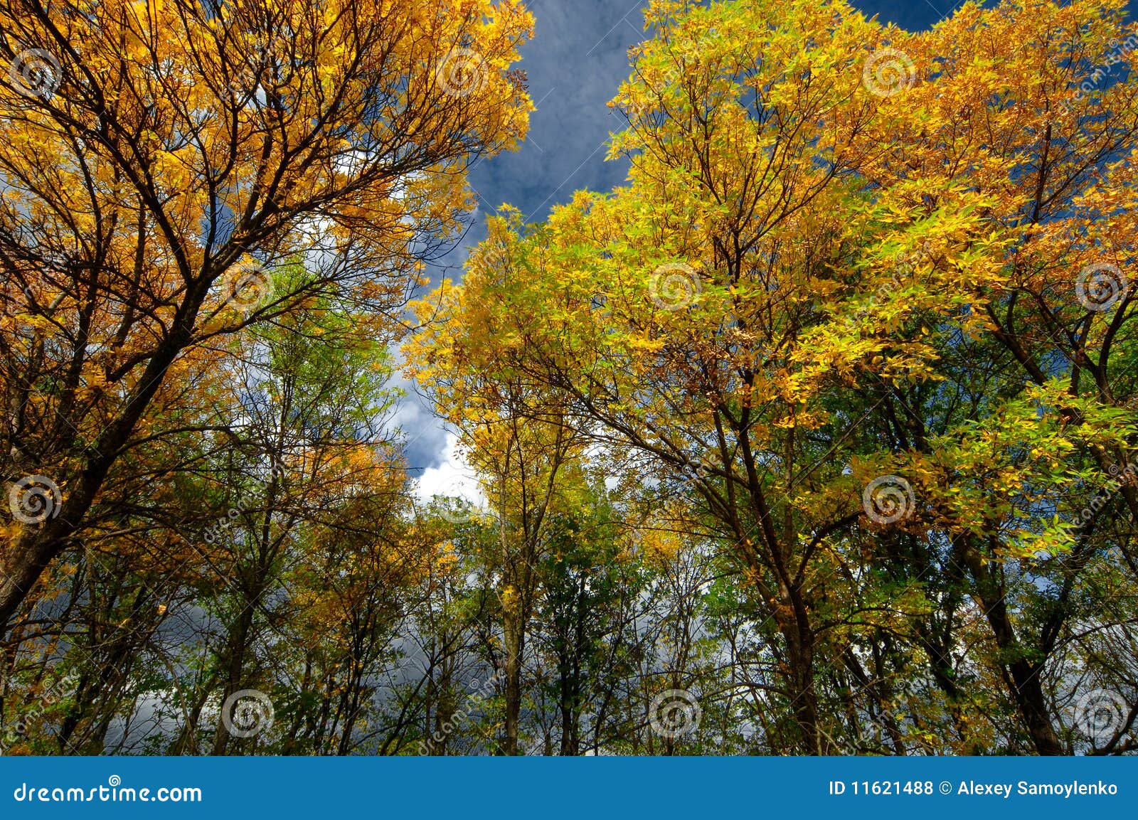 Autumn trees stock photo. Image of seasonal, light, grass - 11621488
