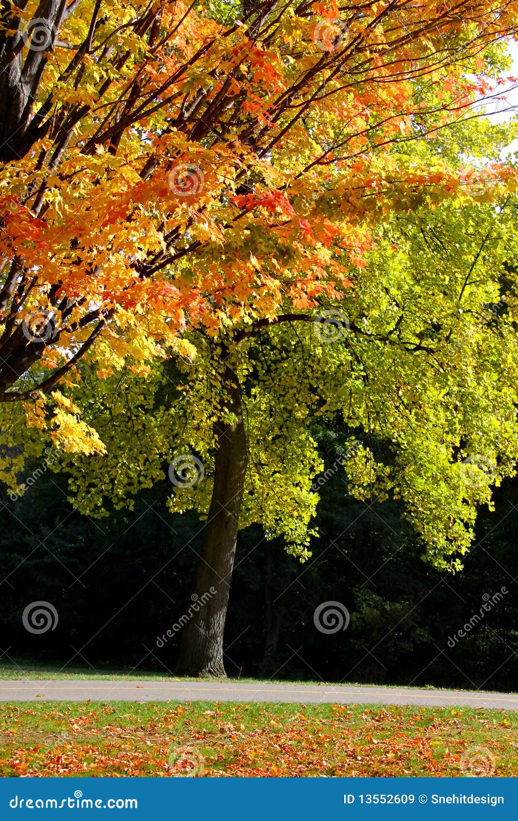 AUTUMN TREES stock image. Image of seasonal, colourful - 13552609