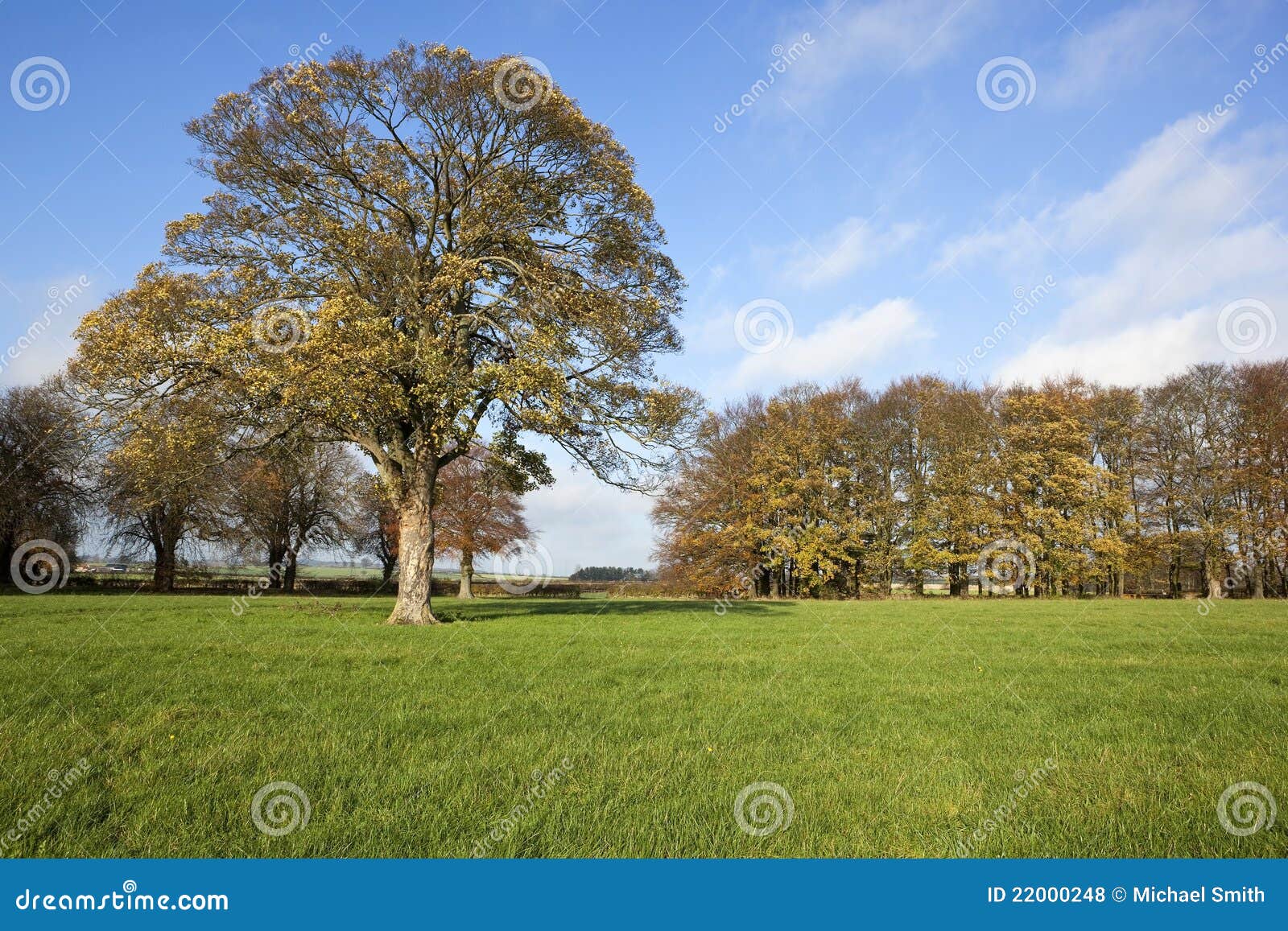 Autumn trees 2 stock photo. Image of fields, landscape - 22000248