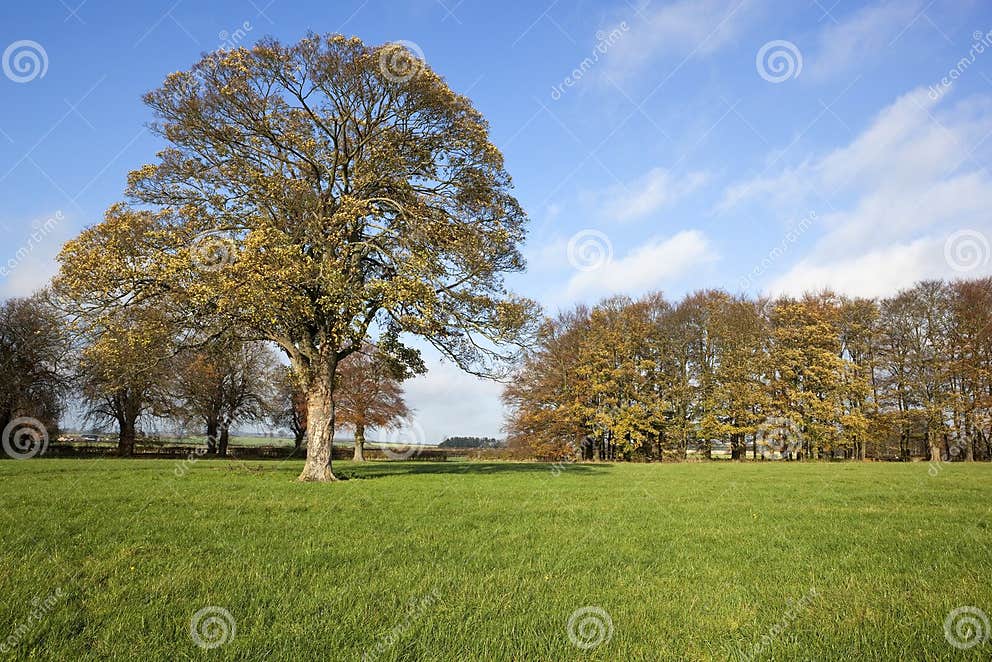 Autumn trees 2 stock photo. Image of fields, landscape - 22000248