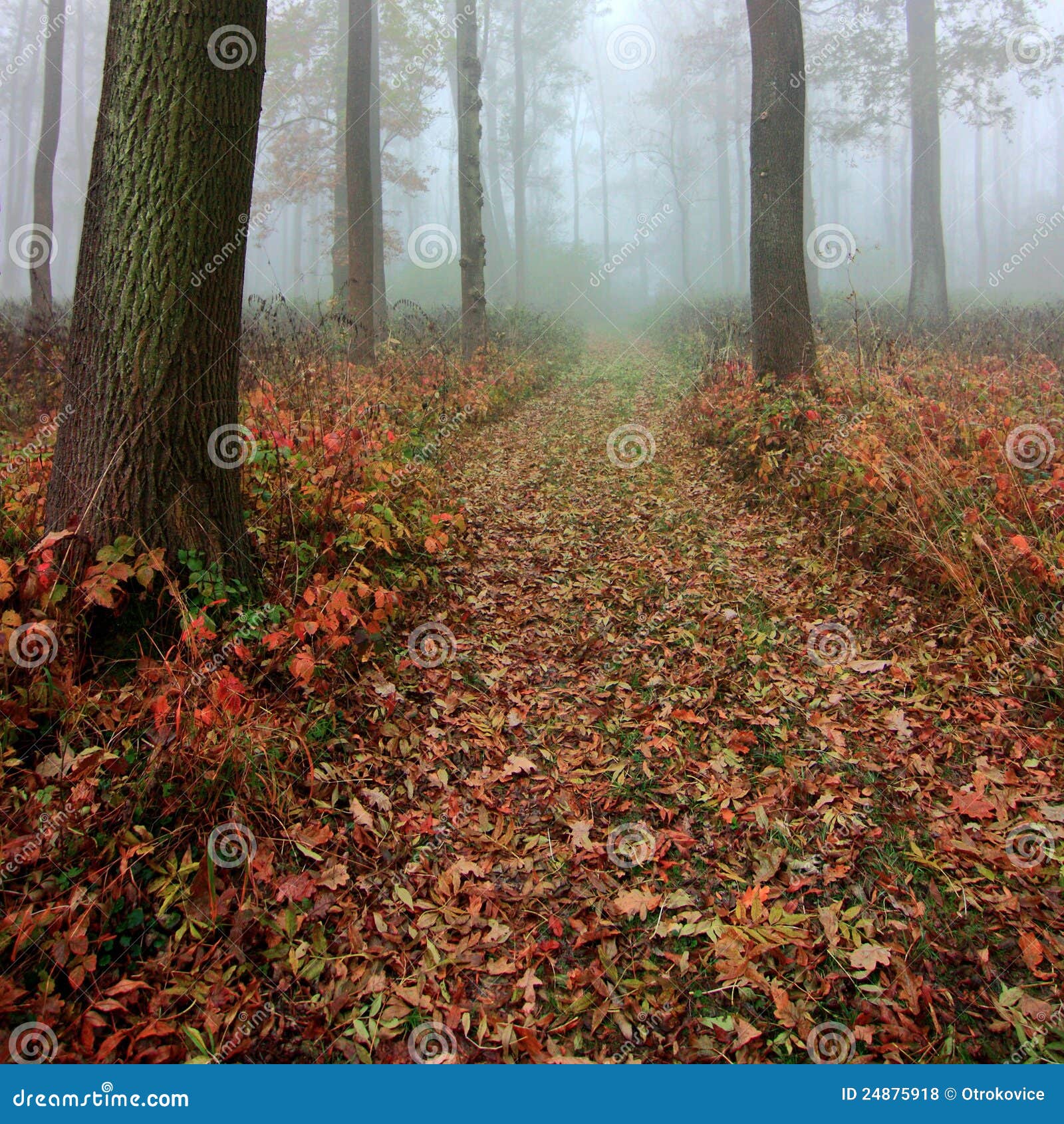 Autumn trees stock photo. Image of automnal, tree, color - 24875918